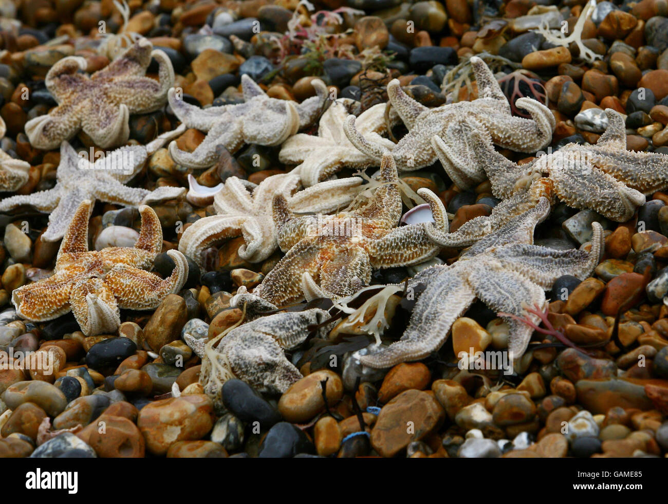 Starfish washed up on beach Stock Photo - Alamy