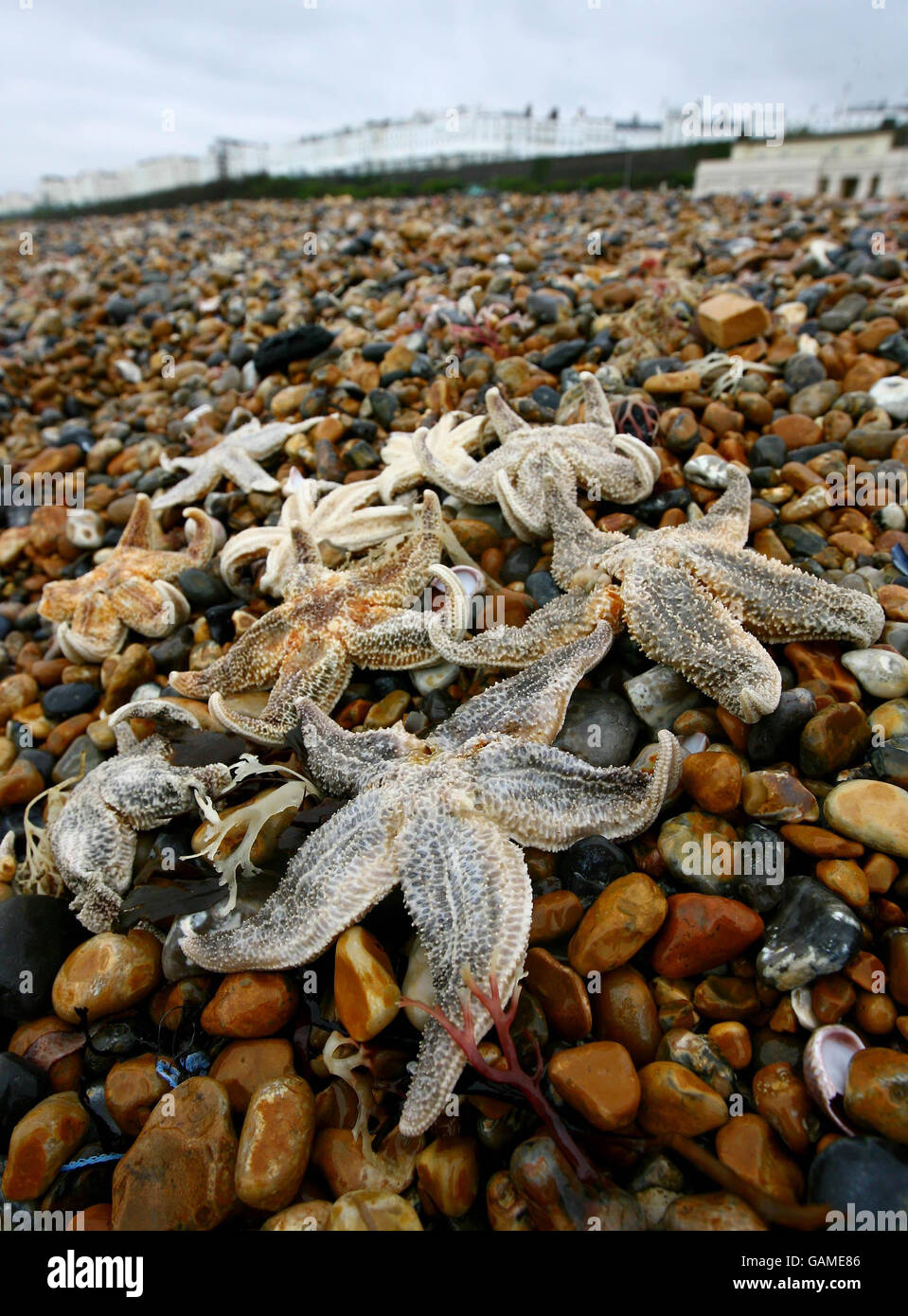 General starfish hi-res stock photography and images - Alamy
