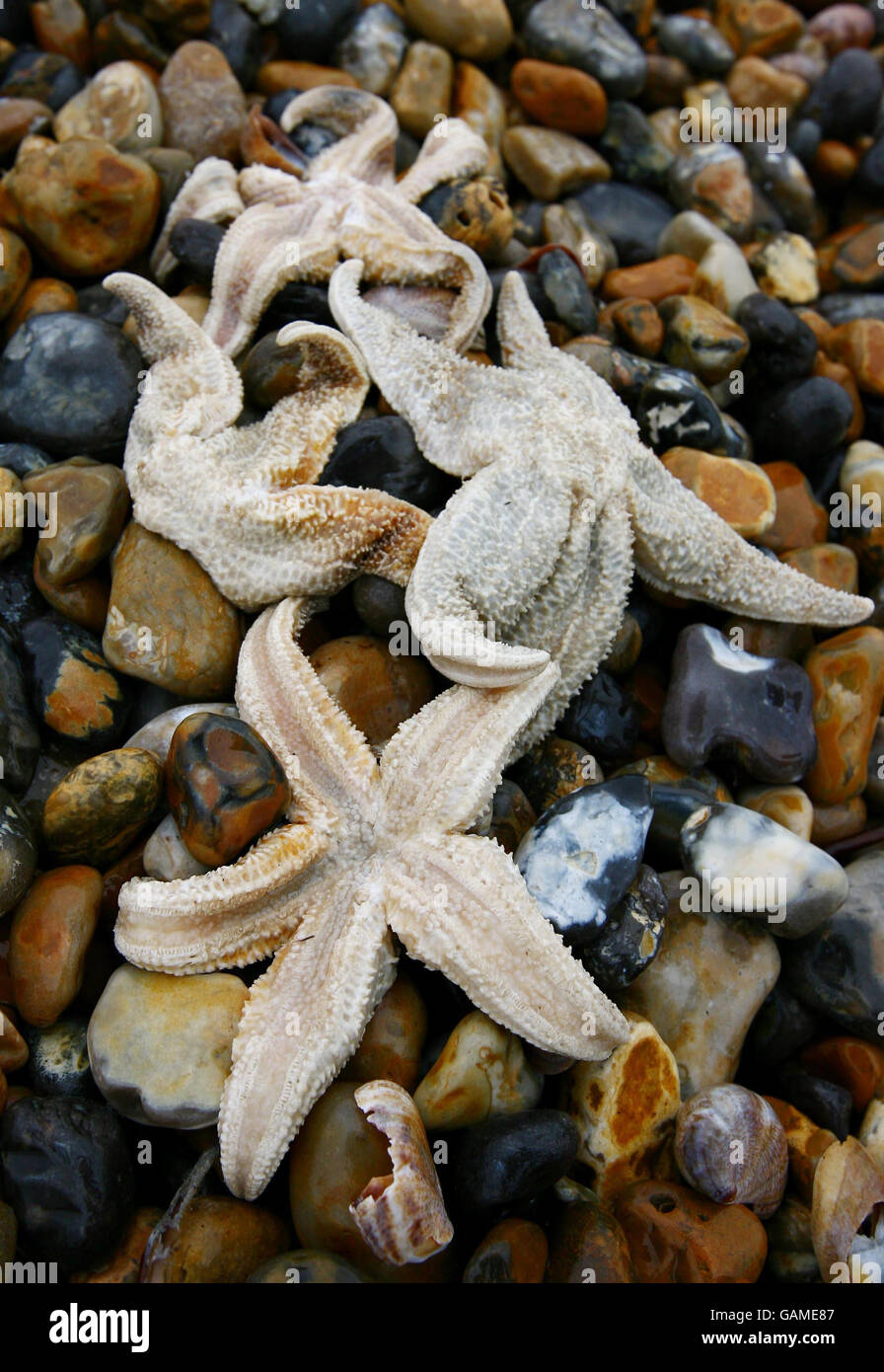 Starfish washed up on beach Stock Photo - Alamy