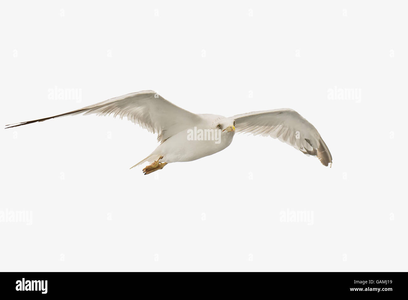 Seagull up in the air flying having a wild look Stock Photo - Alamy