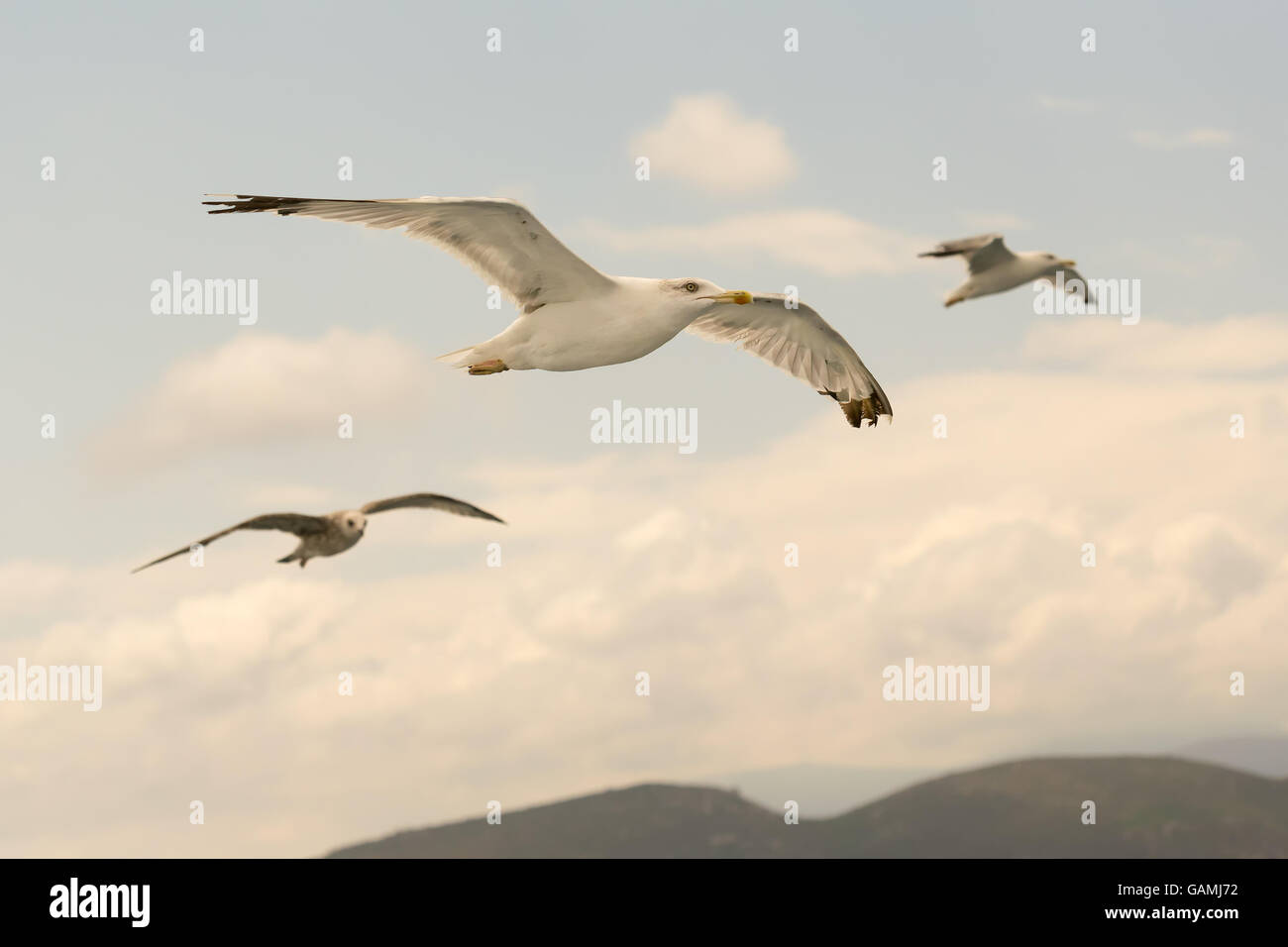 Seagulls flying in sky animal wildlife hi-res stock photography and ...