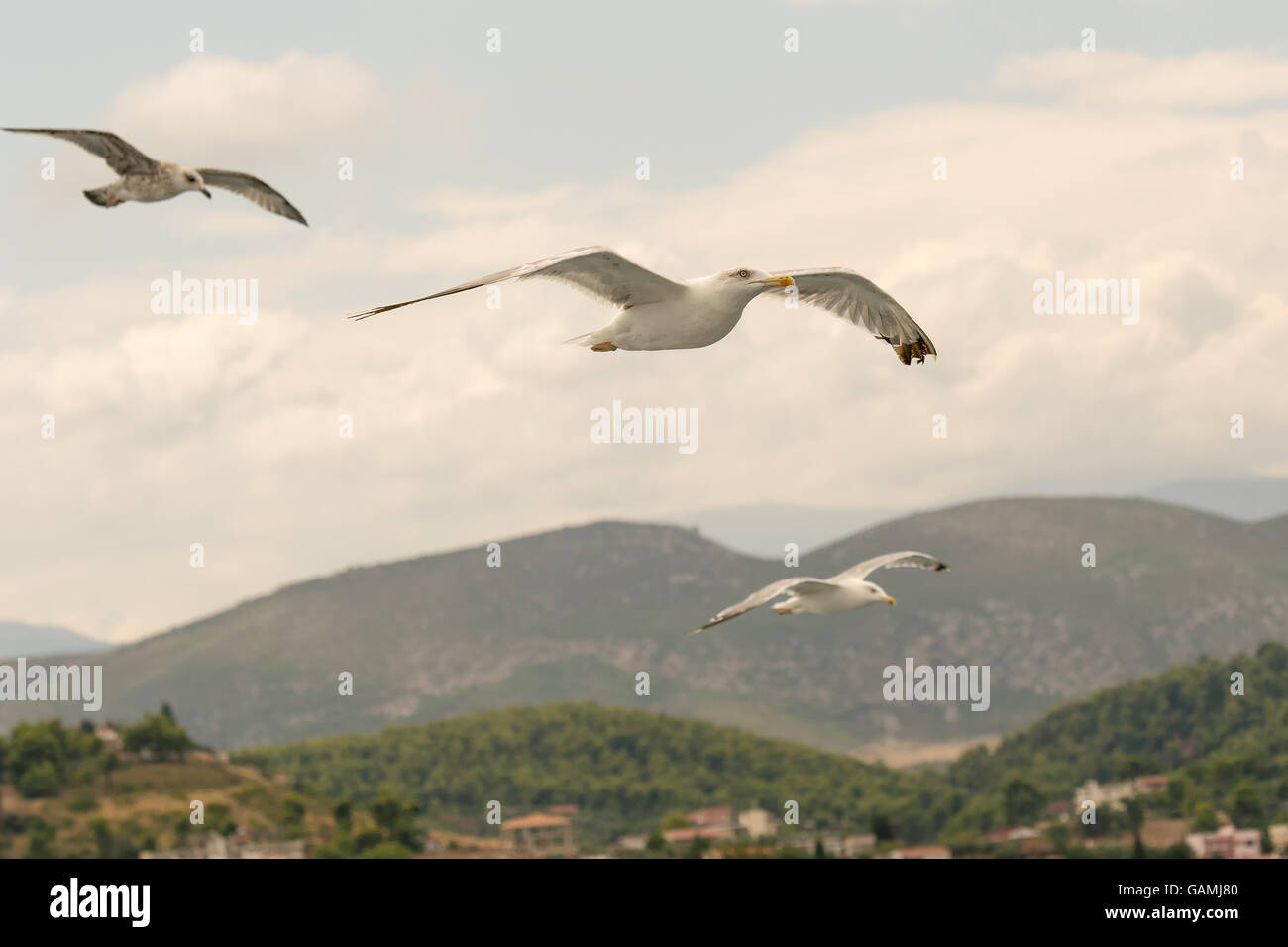 Three seagulls flying against a beautiful background Stock Photo - Alamy