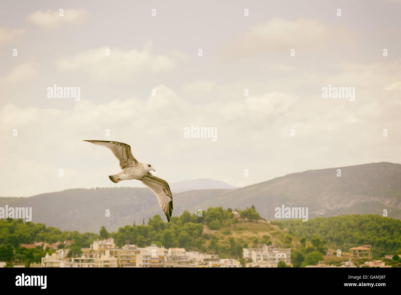 Seagull flying up in the air free Stock Photo - Alamy