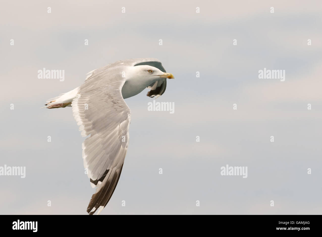 Flying seagulls aegean sea hi-res stock photography and images - Alamy