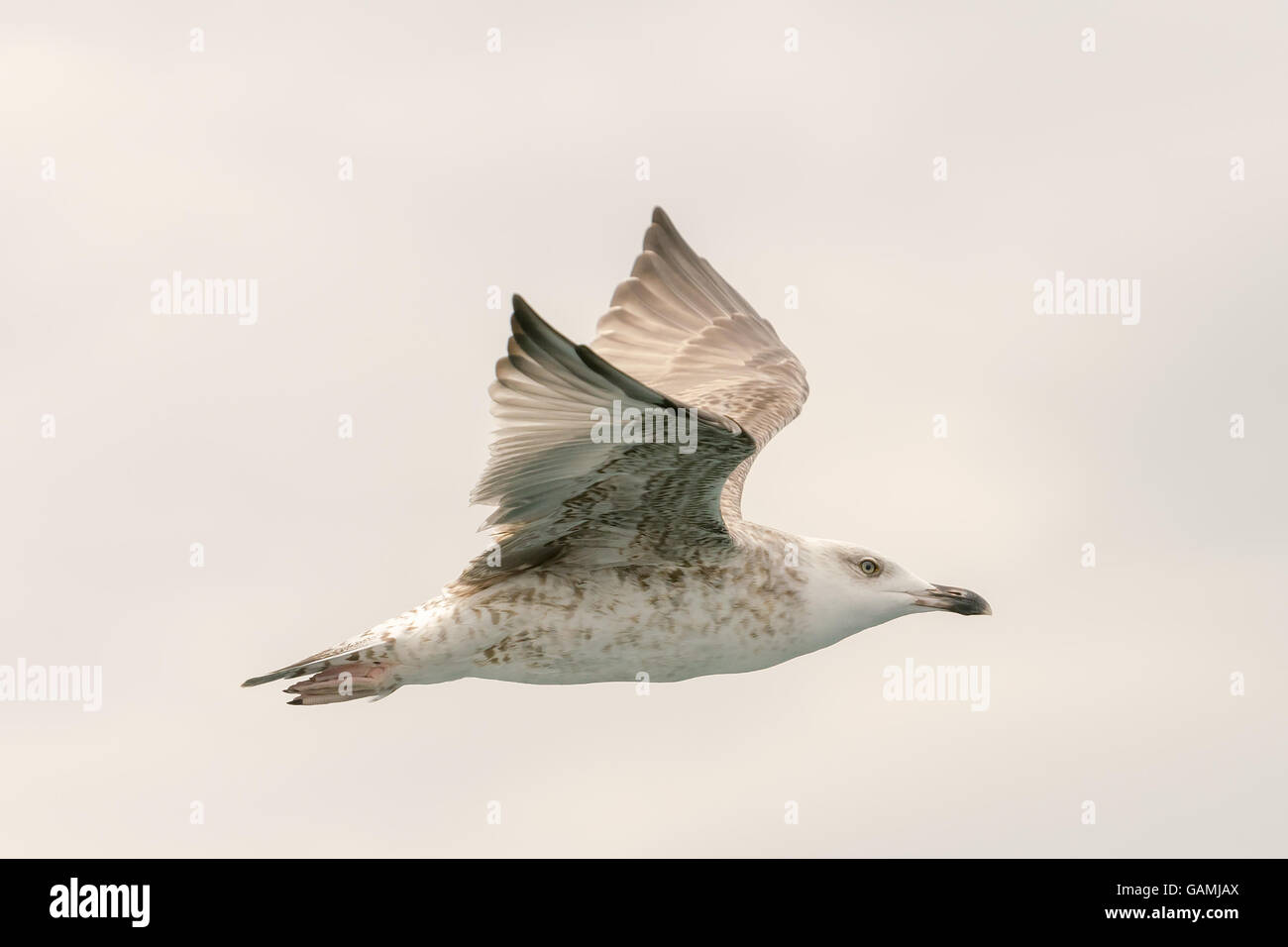 Air seagull hi-res stock photography and images - Alamy