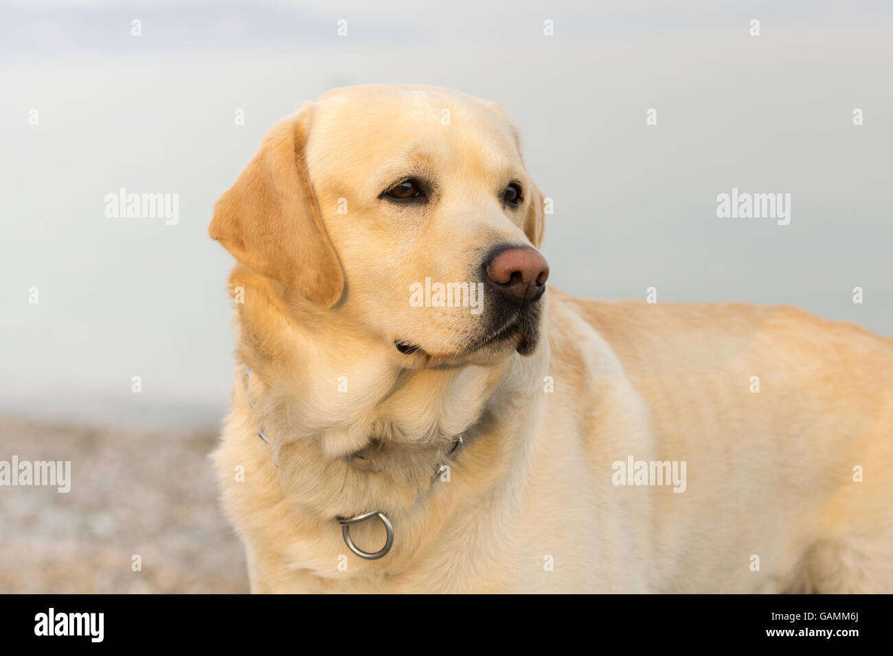 Beautiful labrador retriever hi-res stock photography and images - Alamy