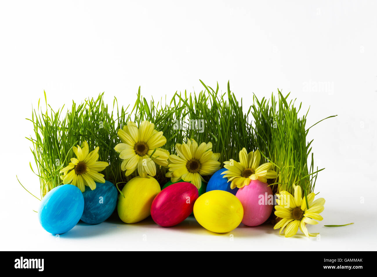 Multicolored Easter eggs in fresh green grass with yellow flowers daisy ...