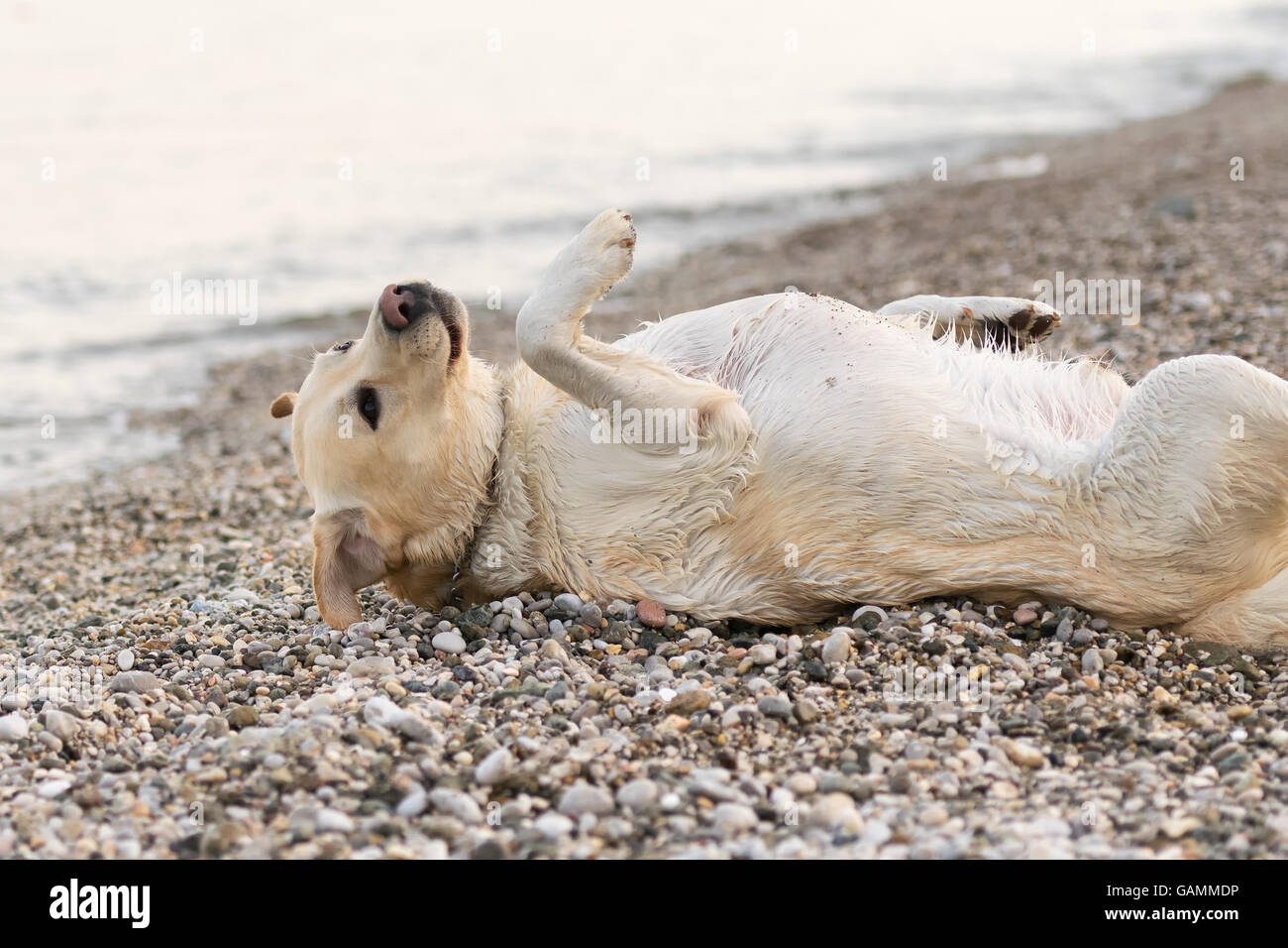 Funny labrador hi-res stock photography and images - Alamy