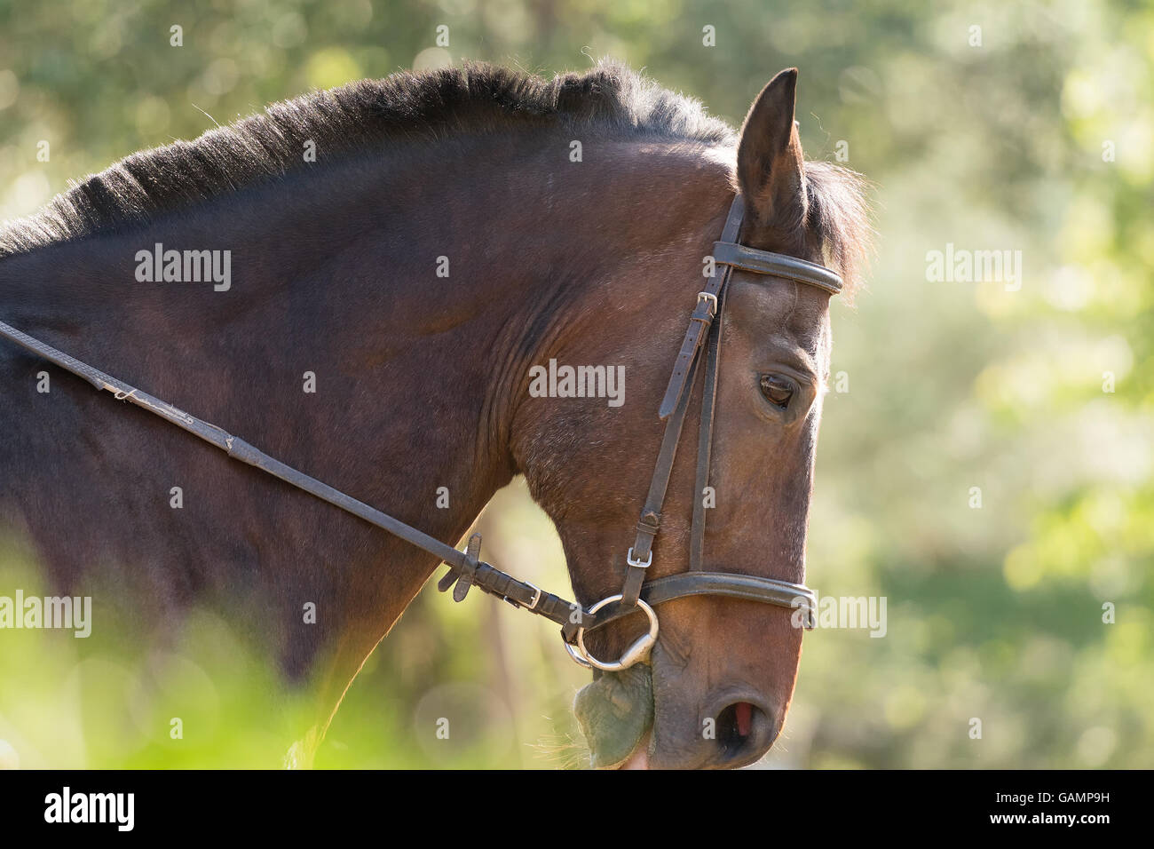 Horse riding. Focus on the head of the horse Stock Photo - Alamy