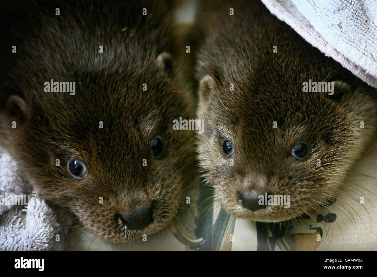 Otter mother and cubs hi-res stock photography and images - Alamy