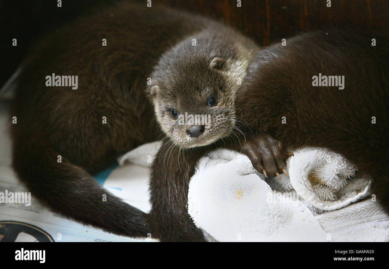 Otter mother and cubs hi-res stock photography and images - Alamy