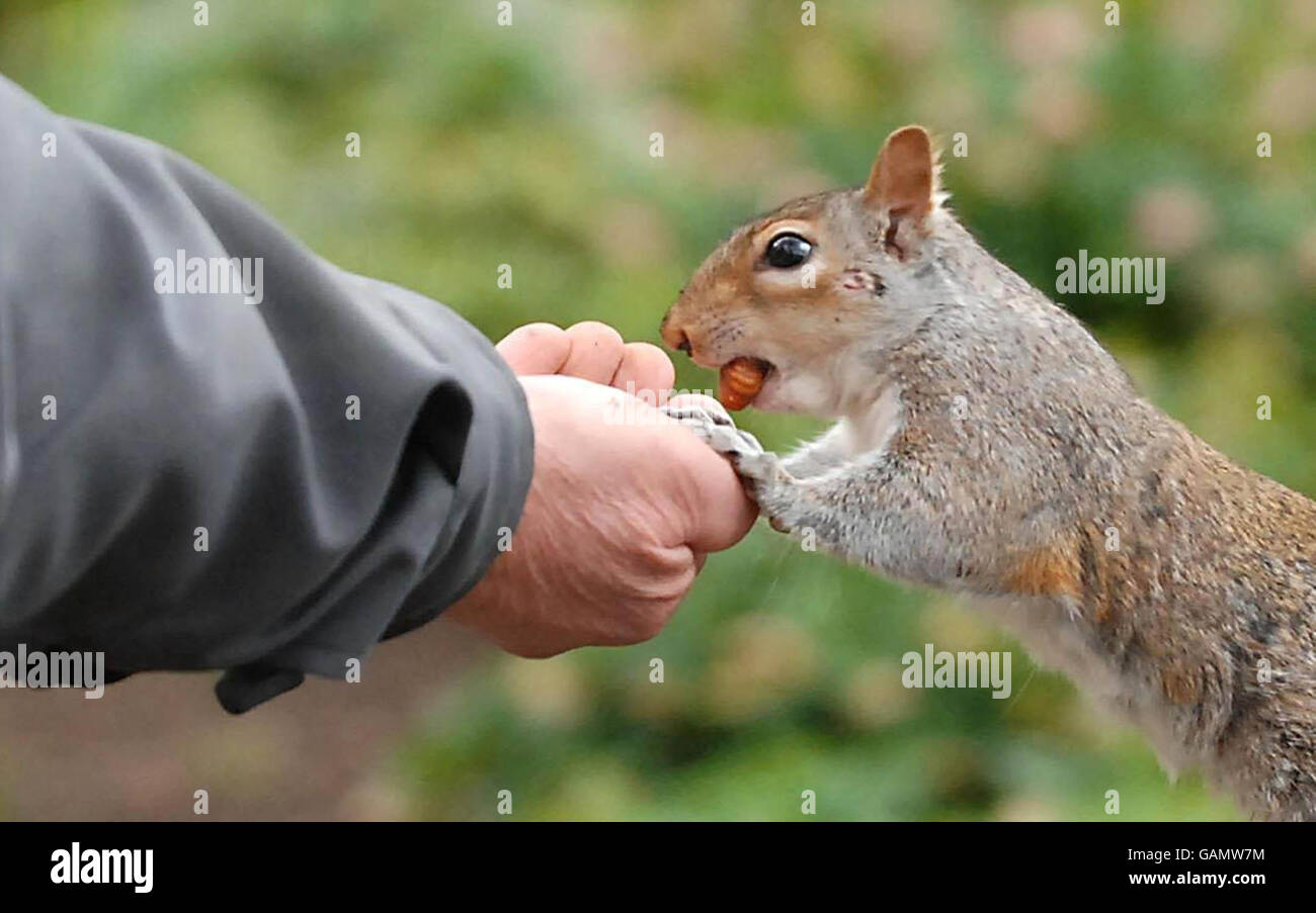 A grey squirrel takes a nut from a man's hand in St. James Park in ...