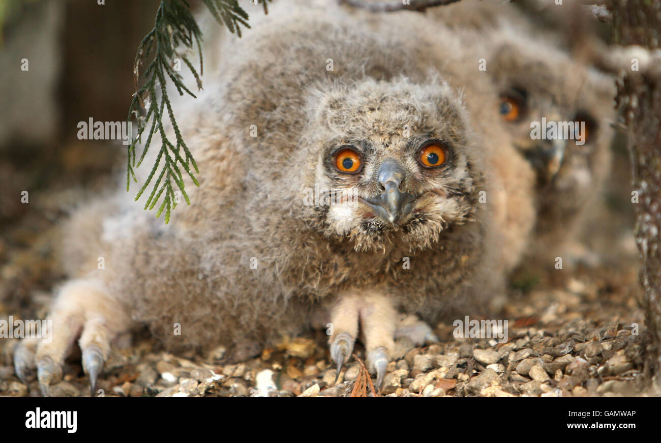 Two week old owlet born at the foundation woodhurst hi-res stock ...