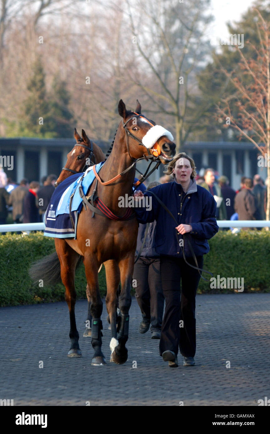 Horse Racing - Kempton Races. Stable groom brings out her horse to the ...