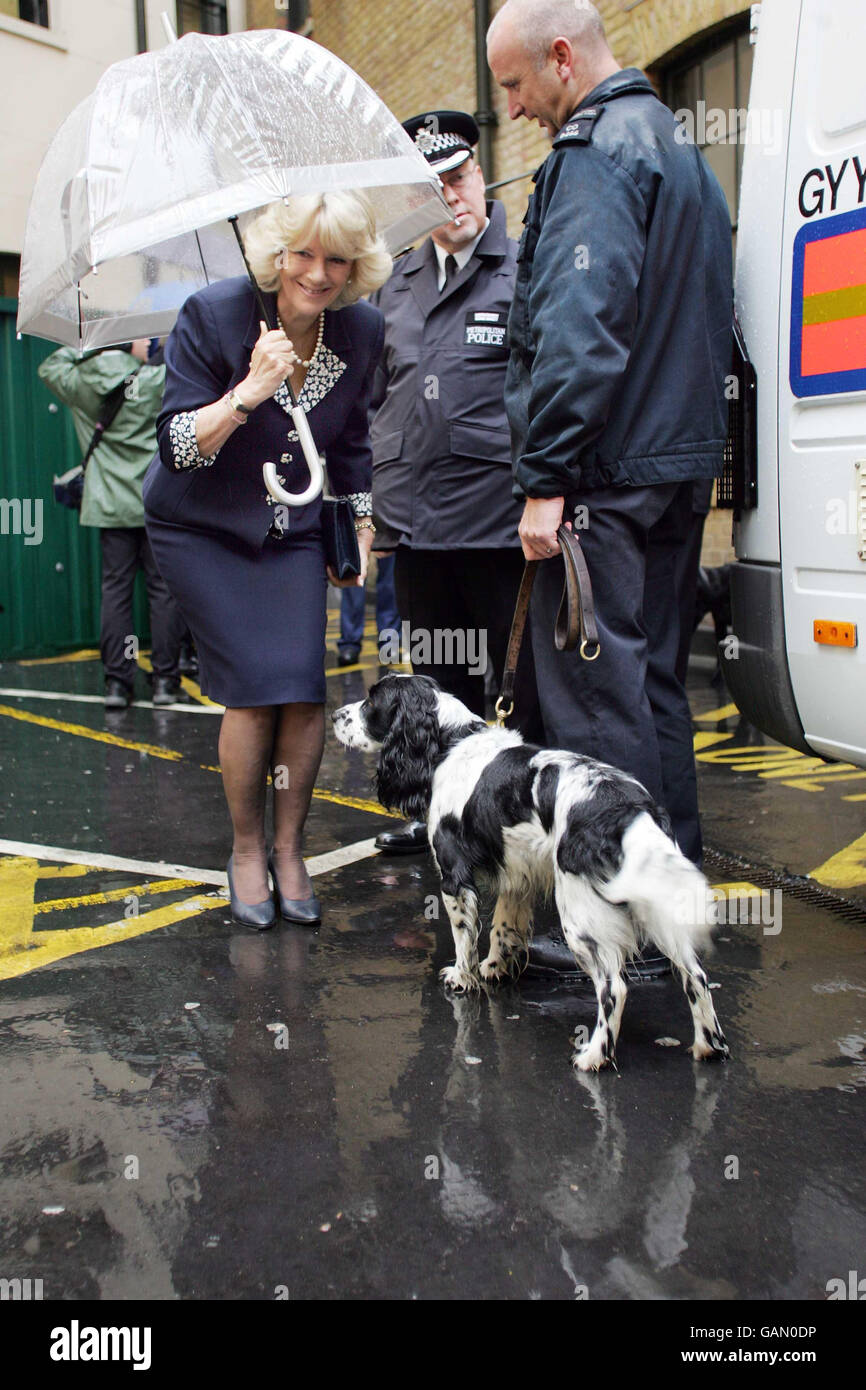 Prince charles spaniel hi-res stock photography and images - Alamy