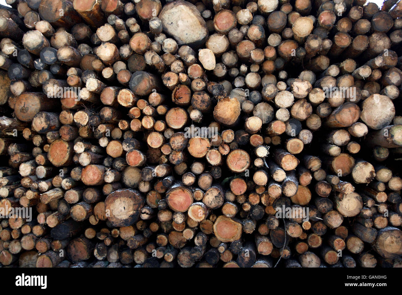 Wood piles at Scotland's largest dedicated Biomass power station ...