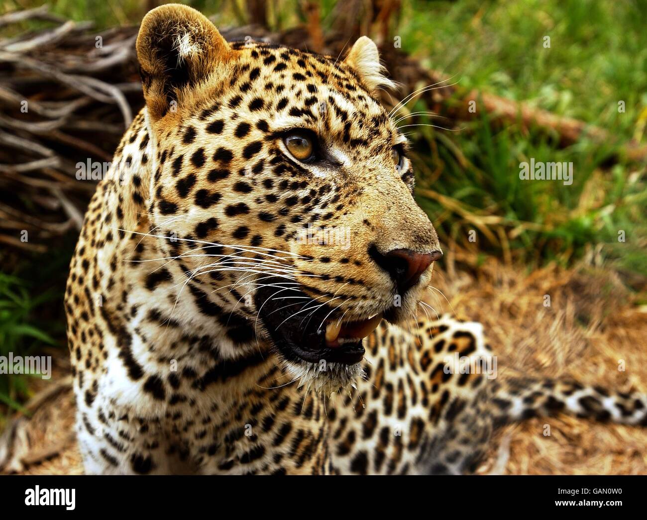 Shamwari game reserve leopard hi-res stock photography and images - Alamy