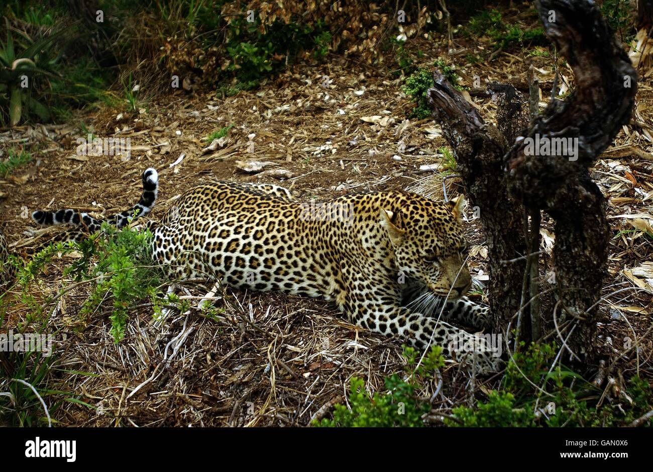Leopard shamwari game reserve hi-res stock photography and images - Alamy