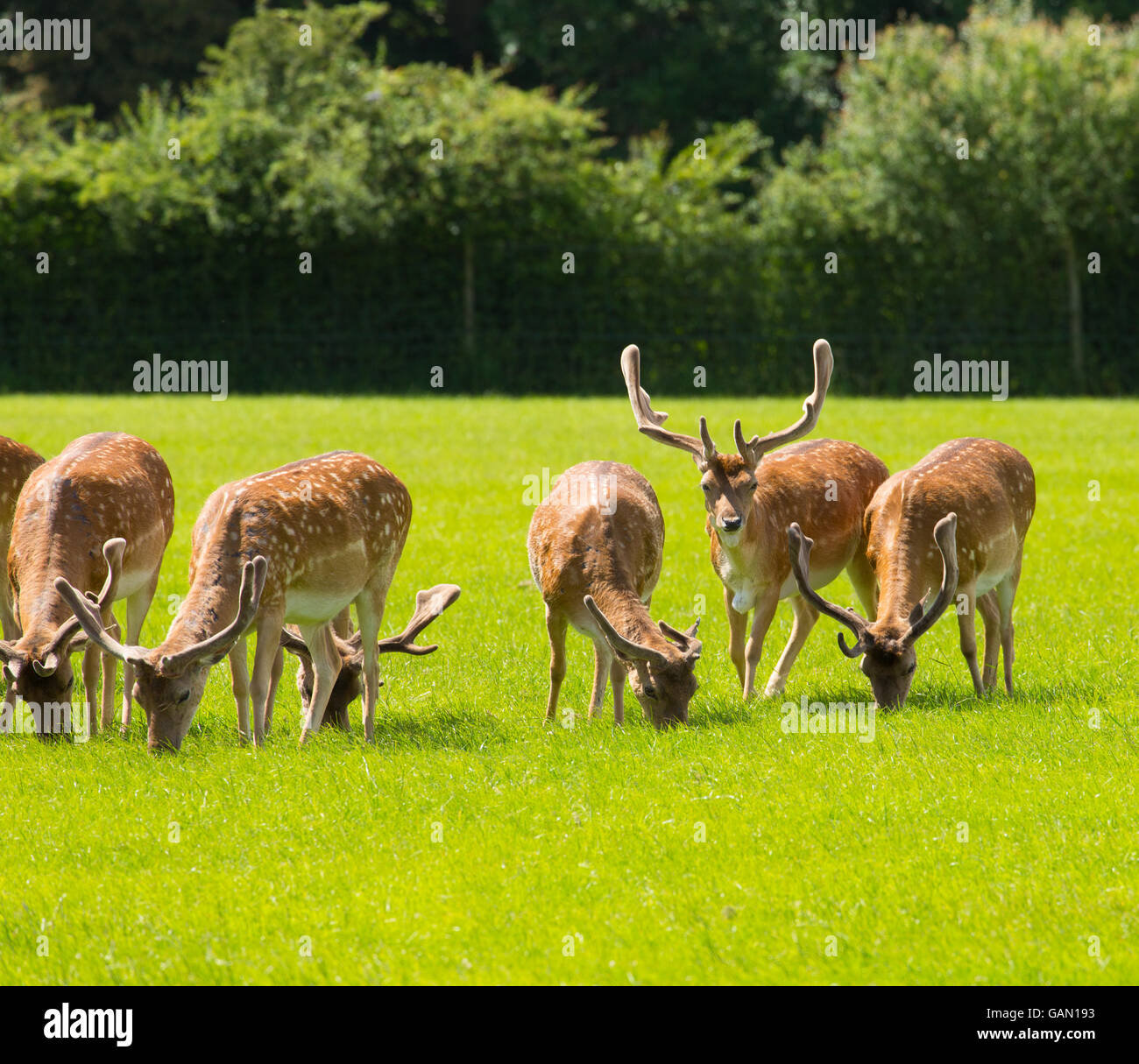 Red deer with antlers New Forest England UK Stock Photo - Alamy