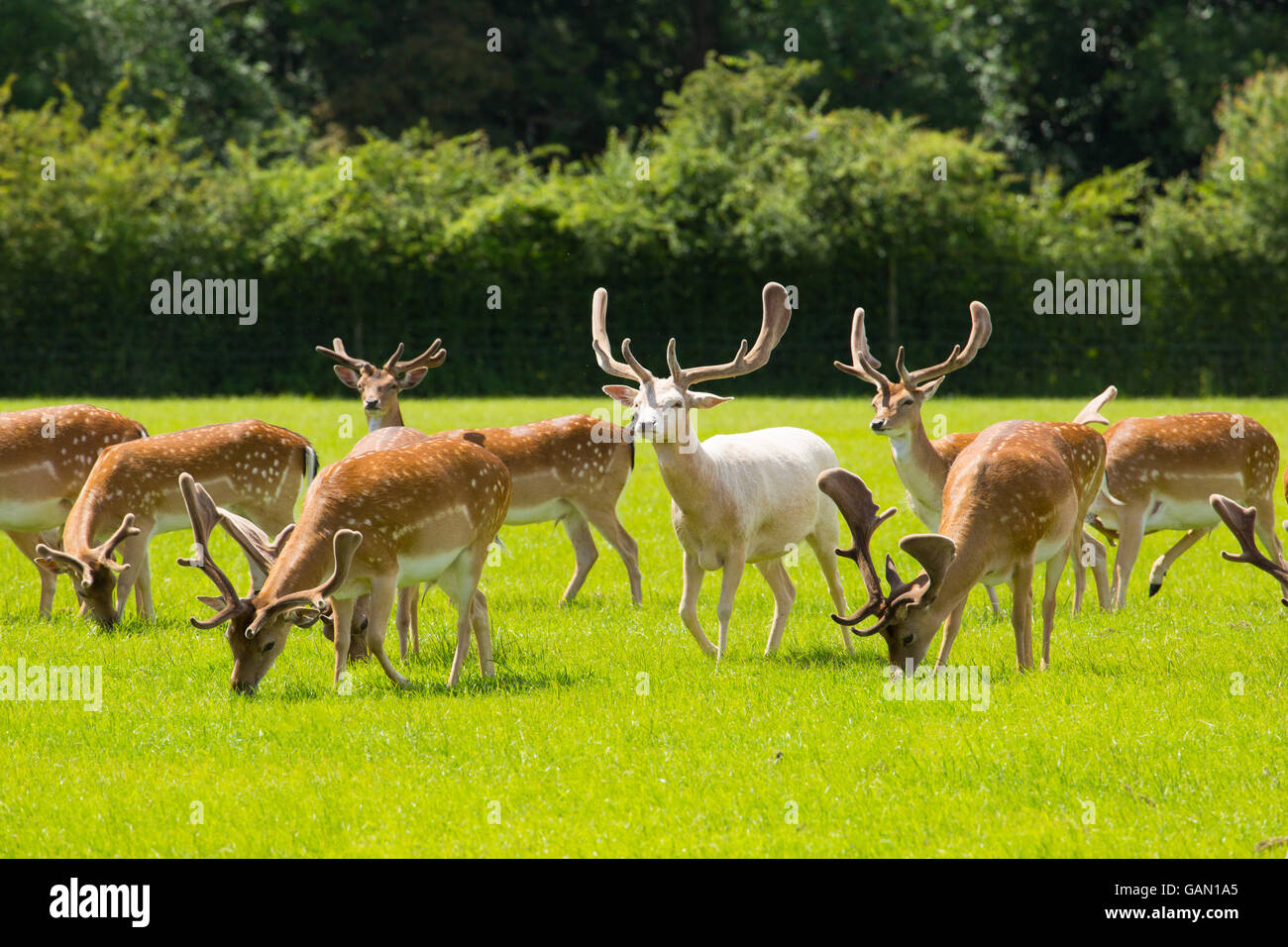 Wild deer New Forest Hampshire England uk English country scene both ...
