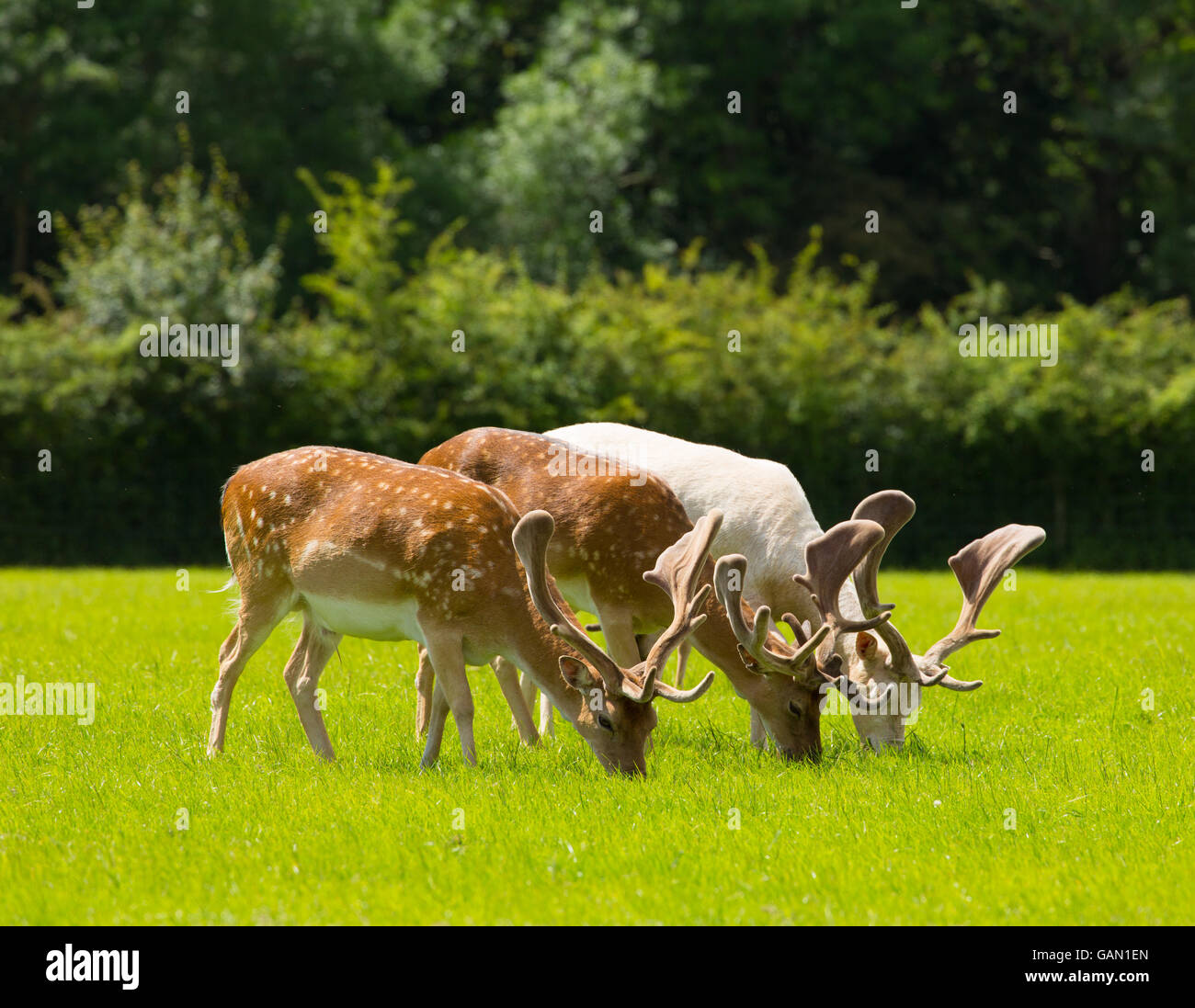 White red deer uk hi-res stock photography and images - Alamy