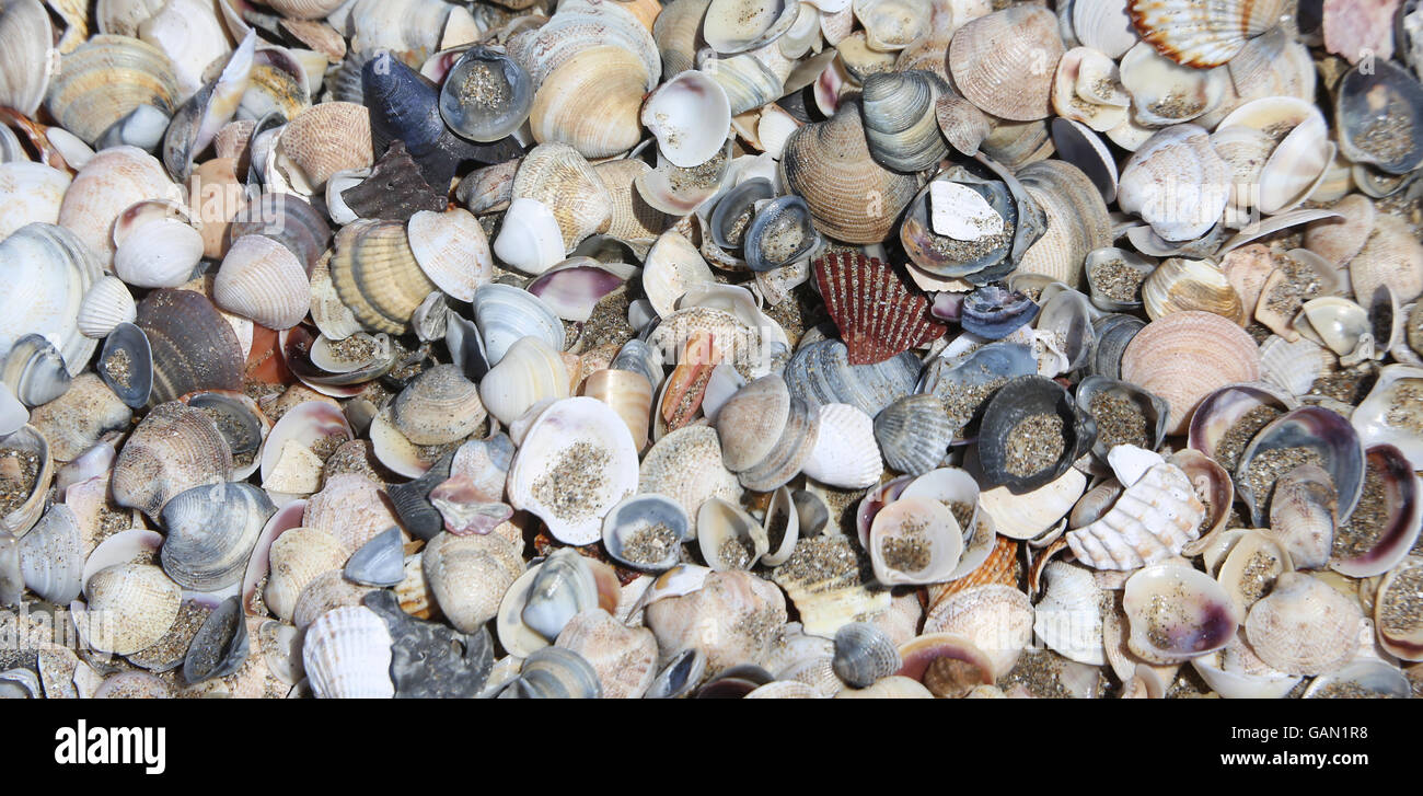 Many shells on the shore beach in the sea in summer Stock Photo - Alamy
