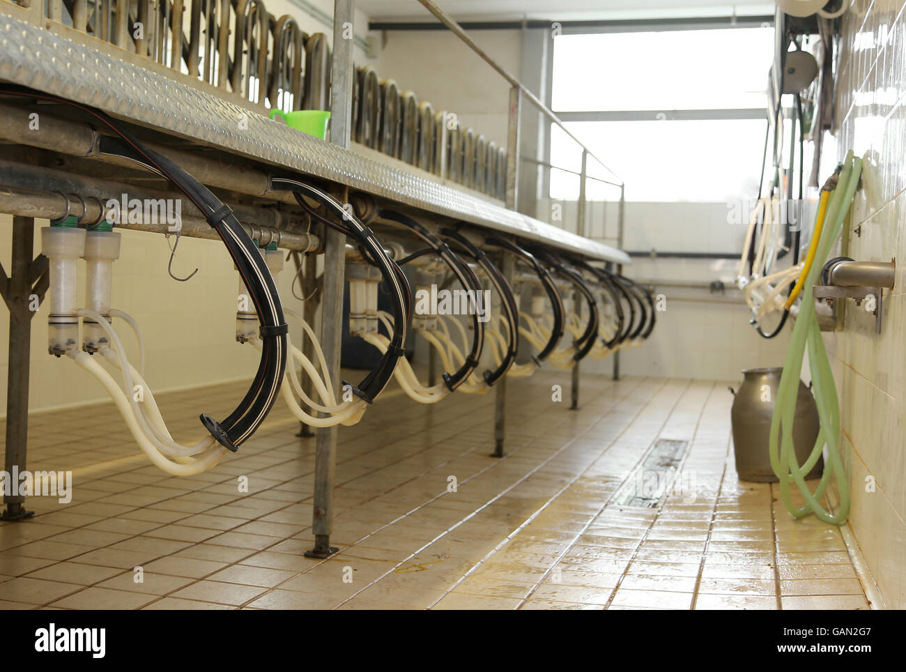 Milking Parlour For Goats