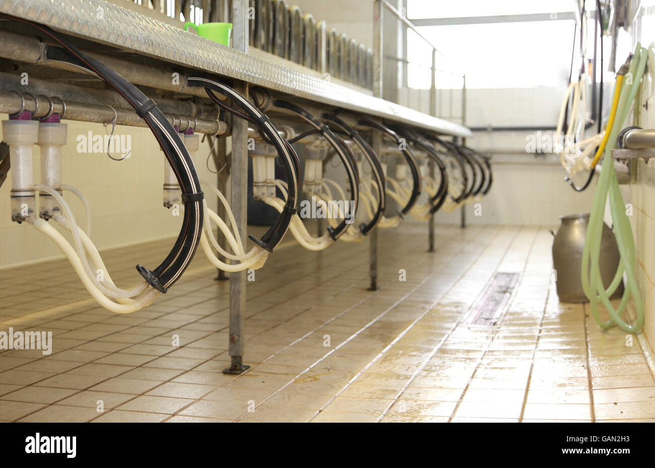 milking parlor for goats and sheep in a herd of sheep in modern farm ...
