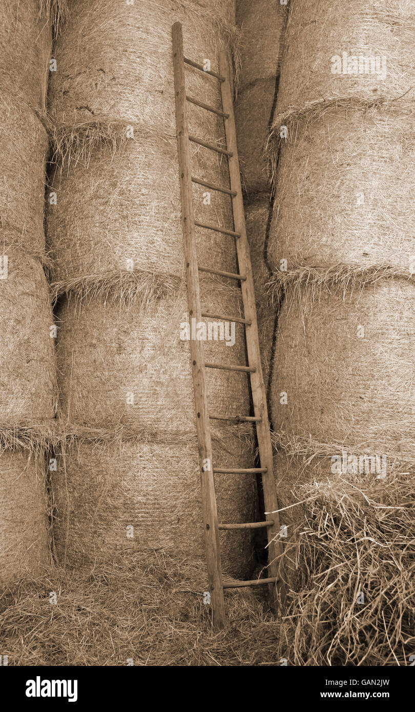 old wood ladder in the barn of the farm Stock Photo - Alamy