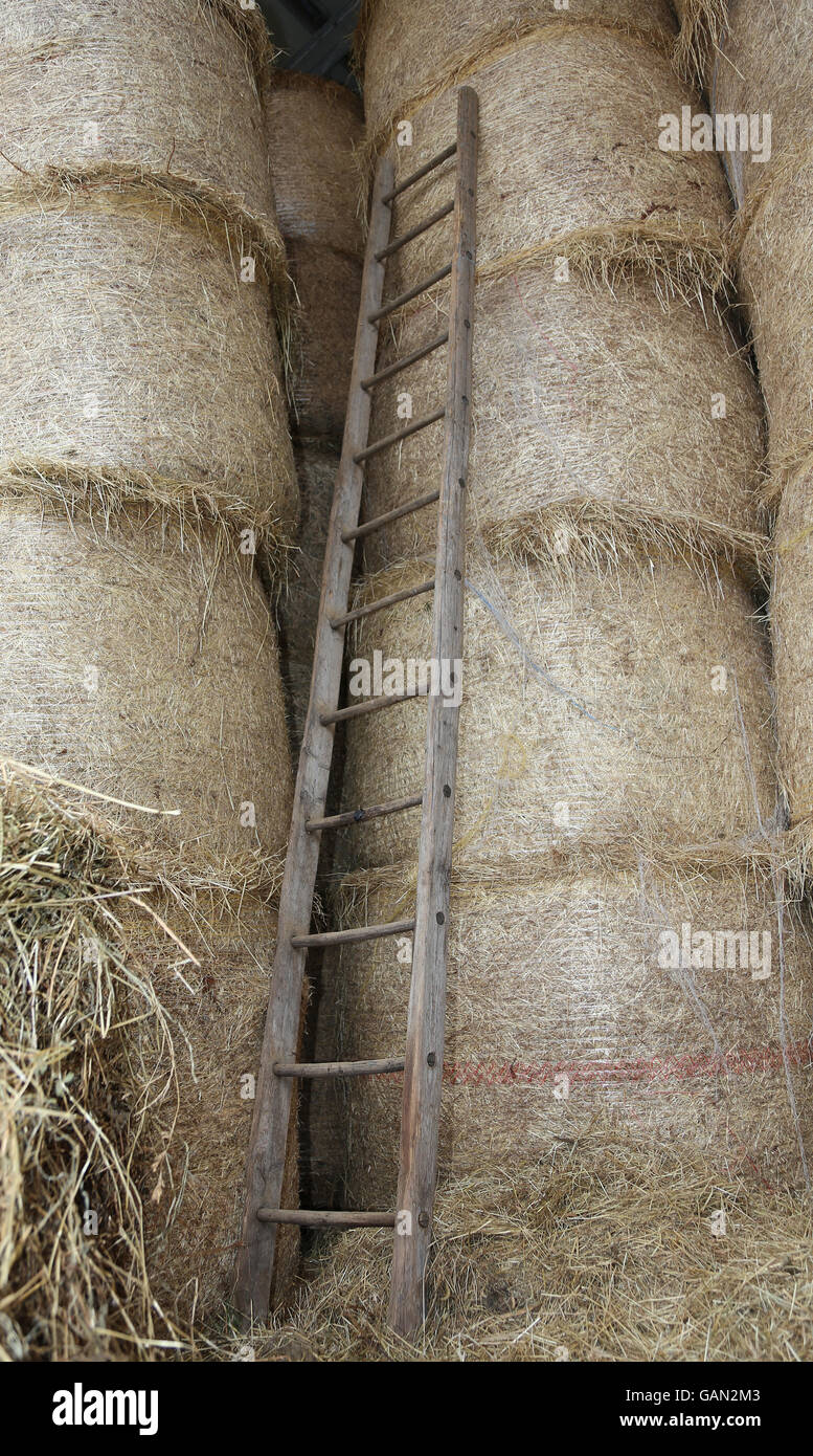 old wood ladder in the barn of the farm Stock Photo - Alamy