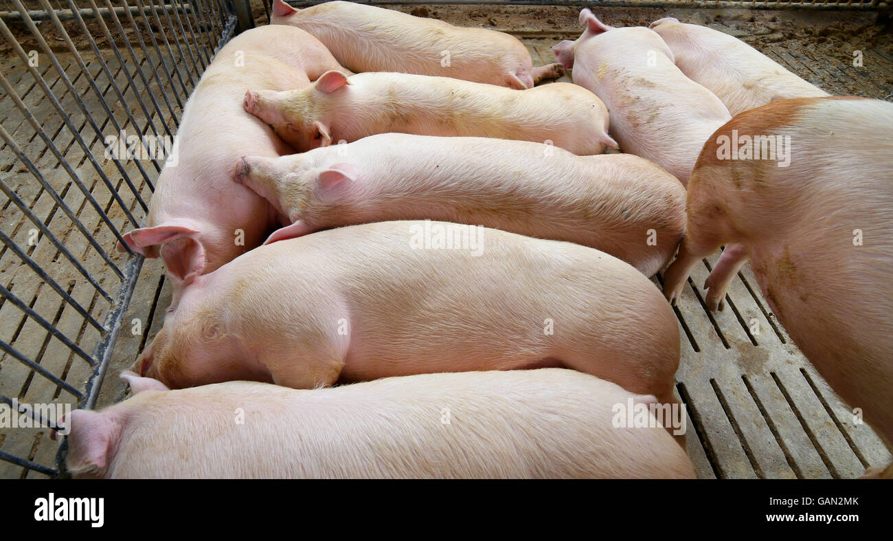 Pig farming hi-res stock photography and images - Alamy