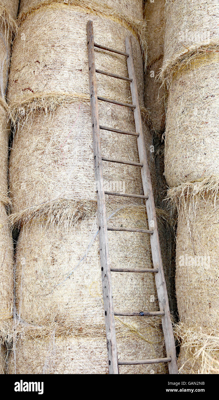 old wood ladder in the barn of the farm Stock Photo - Alamy
