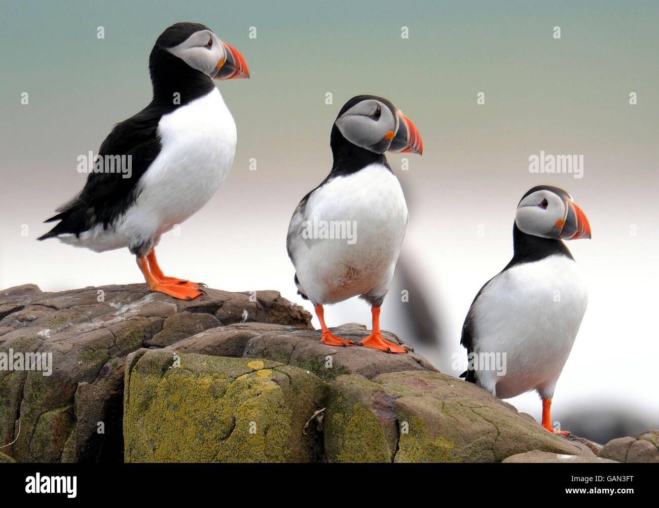Puffin count hi-res stock photography and images - Alamy