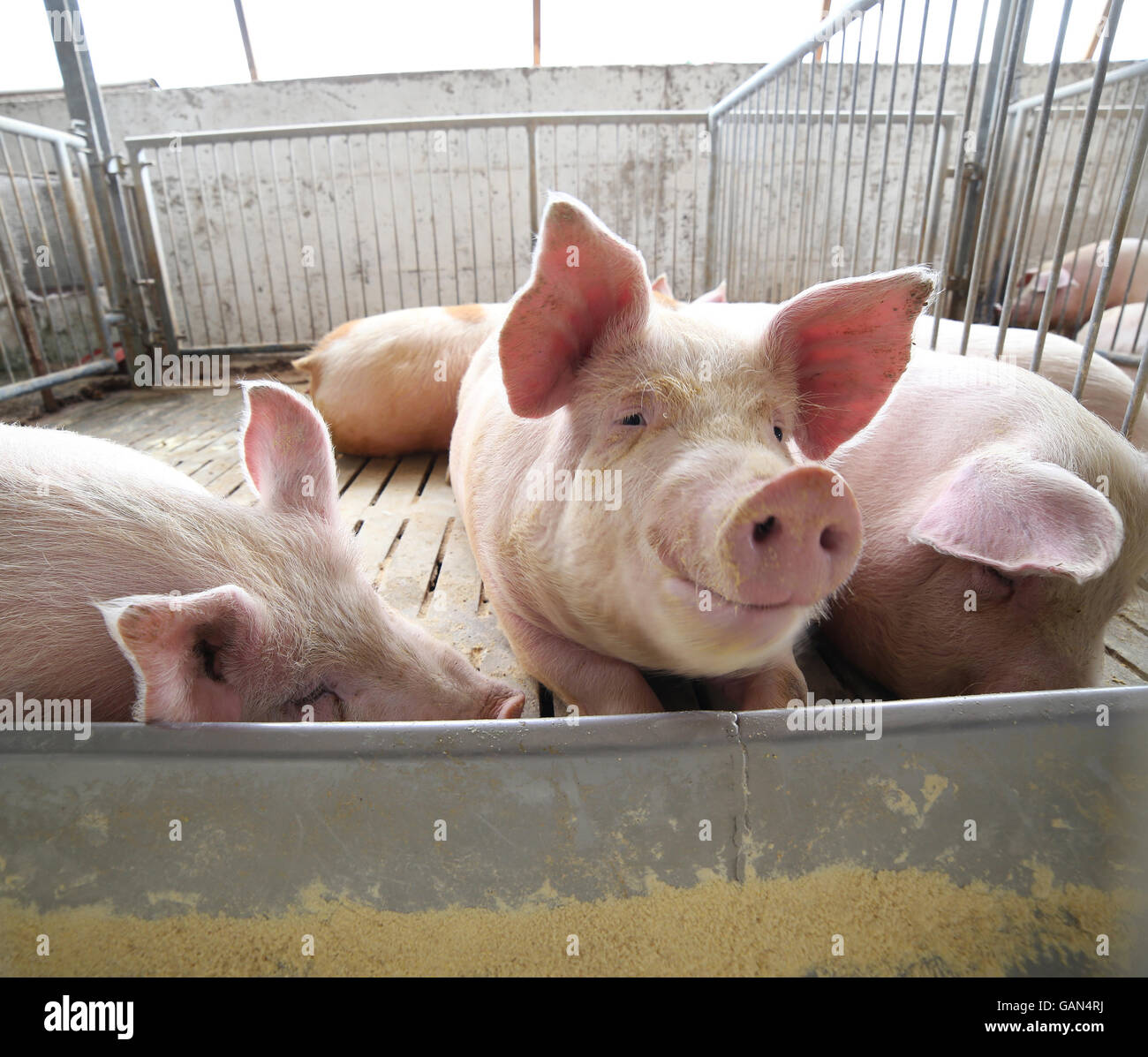 Big fat pigs in sty hi-res stock photography and images - Alamy