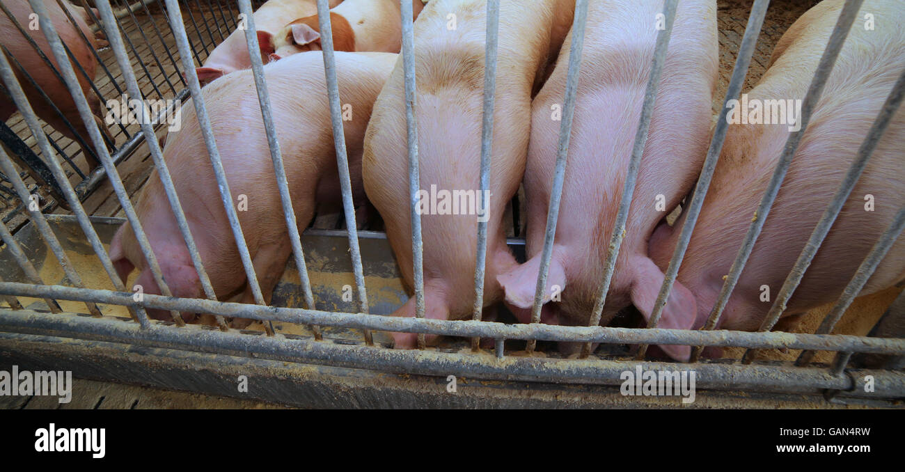 Fat pig animal hi-res stock photography and images - Alamy