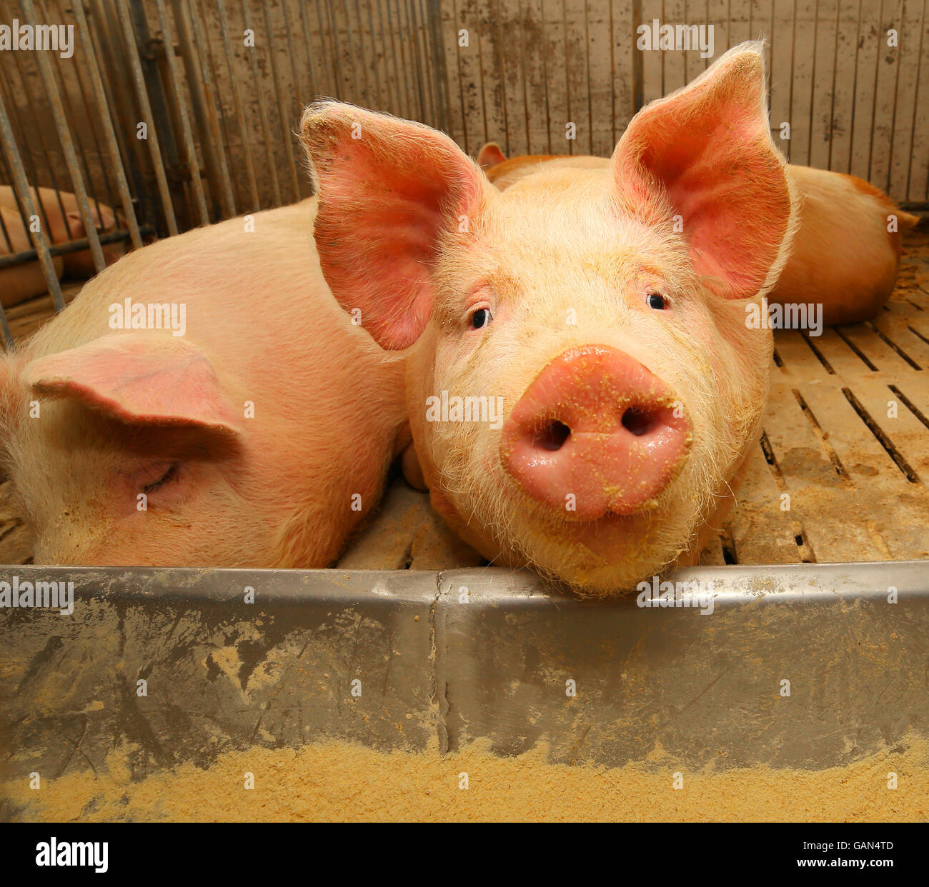 Farming pig hi-res stock photography and images - Alamy