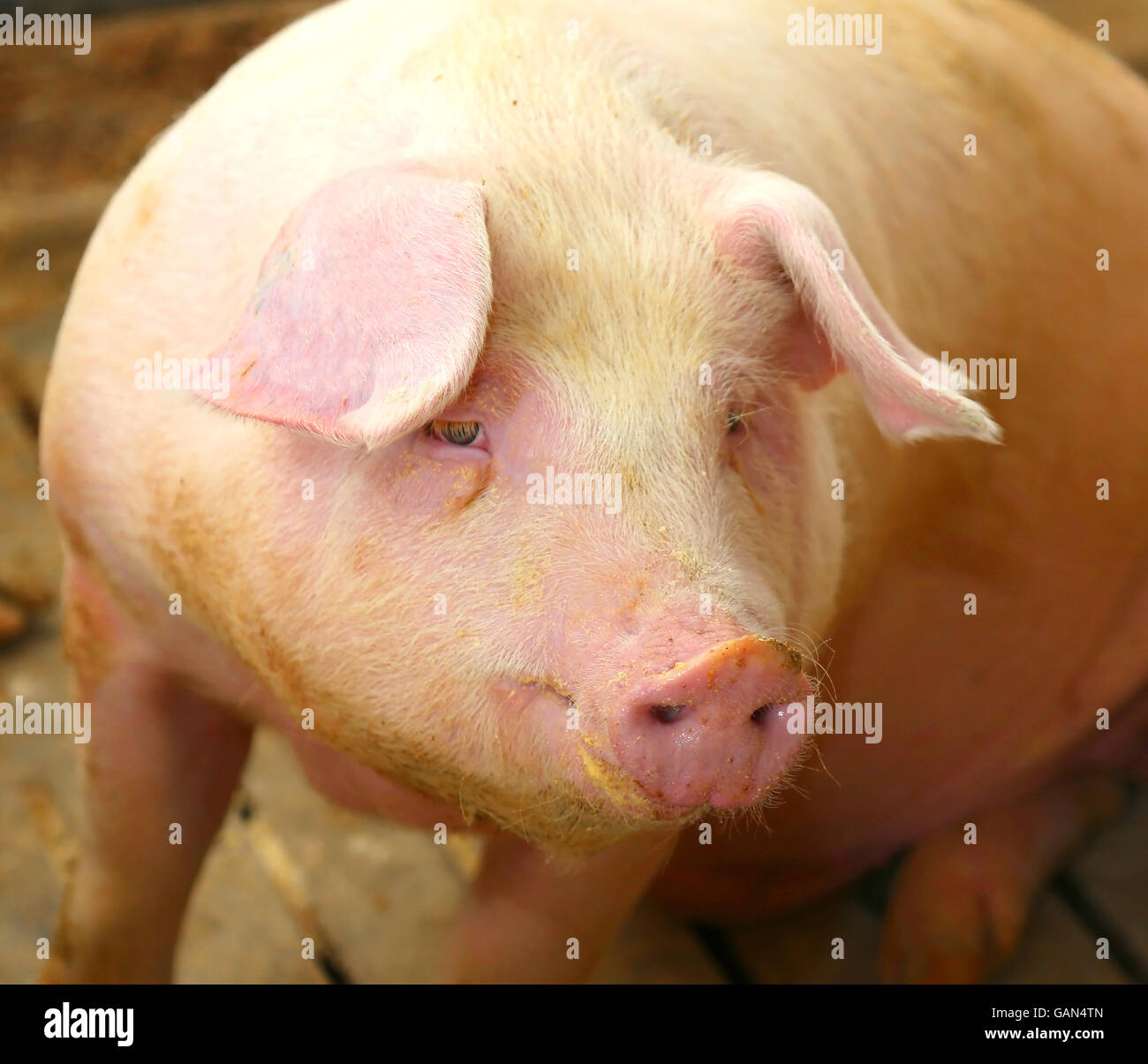 Big peppa pig hi-res stock photography and images - Alamy