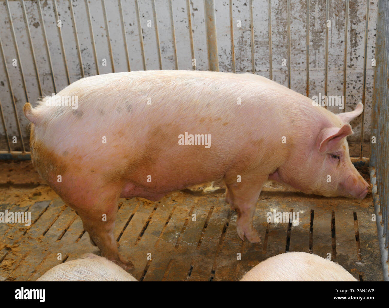 Fat pigs hi-res stock photography and images - Alamy