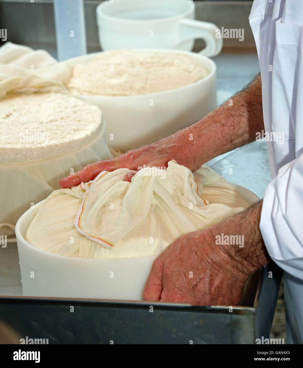 hand of expert senior cheesemaker controls the wheel of cheese just ...