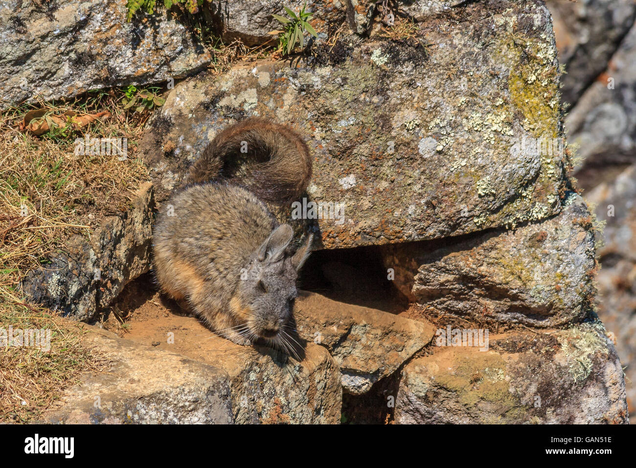 Northern viscacha (Lagidium peruanum Stock Photo - Alamy