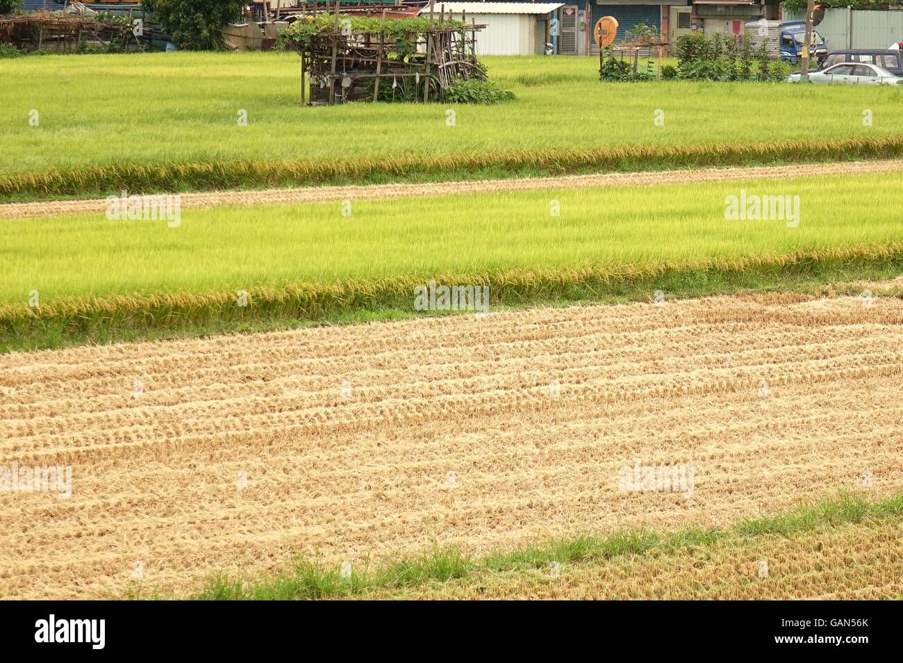 Rice fields before and after harvest Stock Photo - Alamy