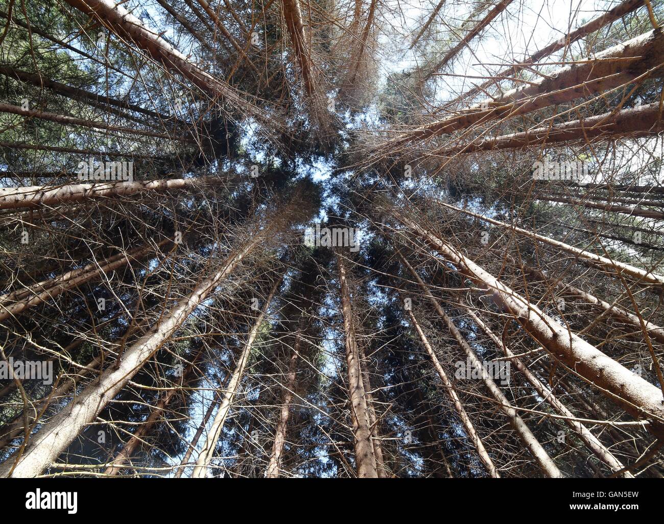 high trunks of trees in pristine forest of conifers, firs, pines Stock ...