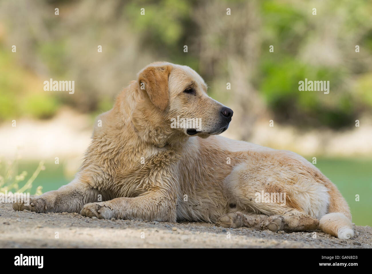 Wet Labrador dog portrait at Lake Beletsi in Greece Stock Photo - Alamy