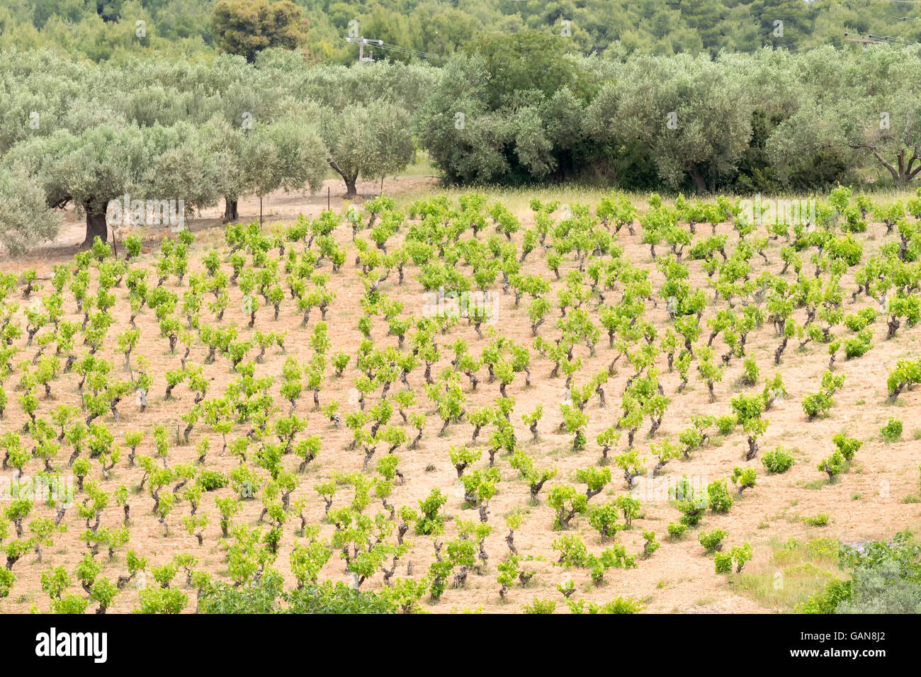 Grape vine hill greece hi-res stock photography and images - Alamy