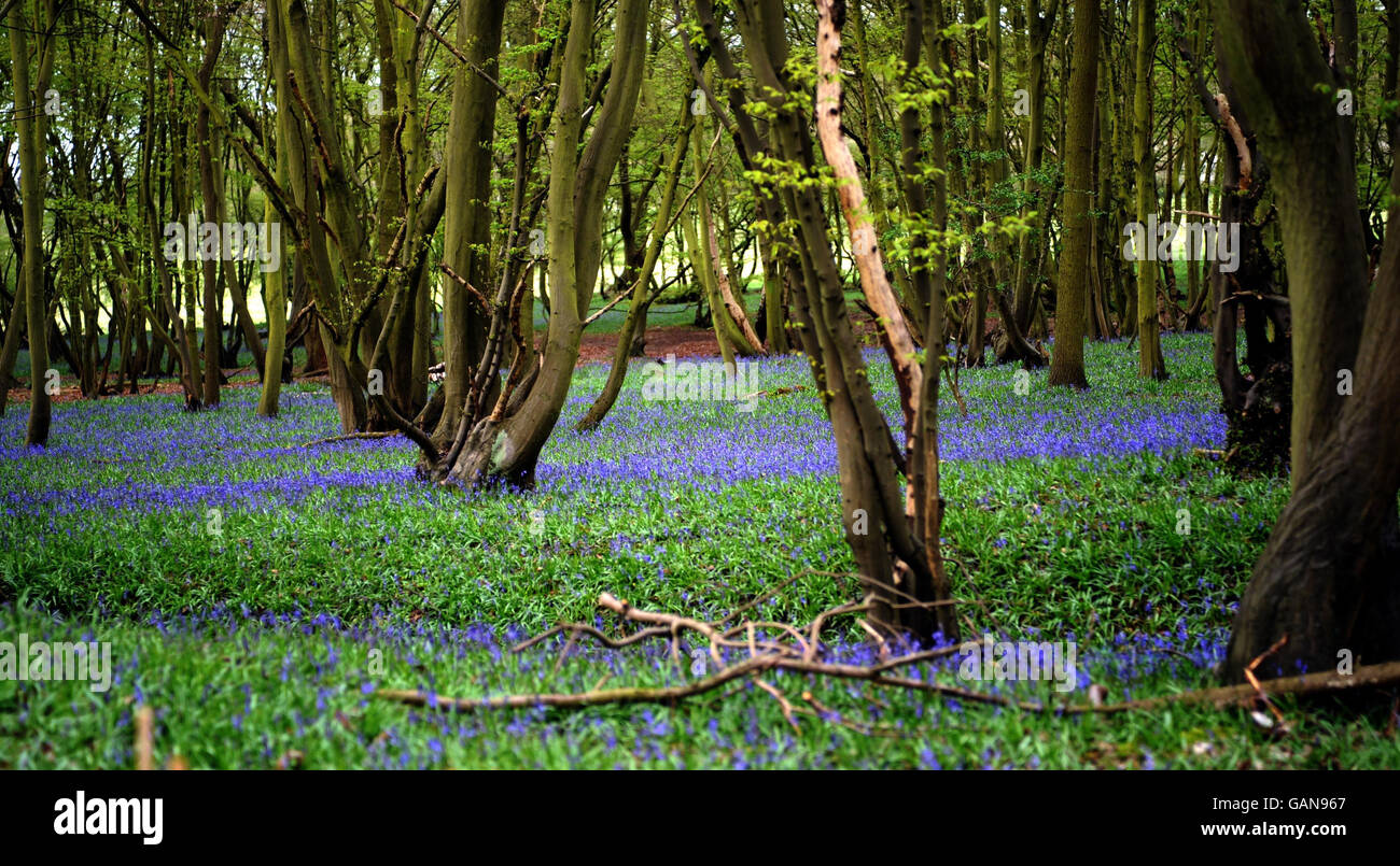 A carpet of bluebells cover the ground in a 'bluebell wood' in ...