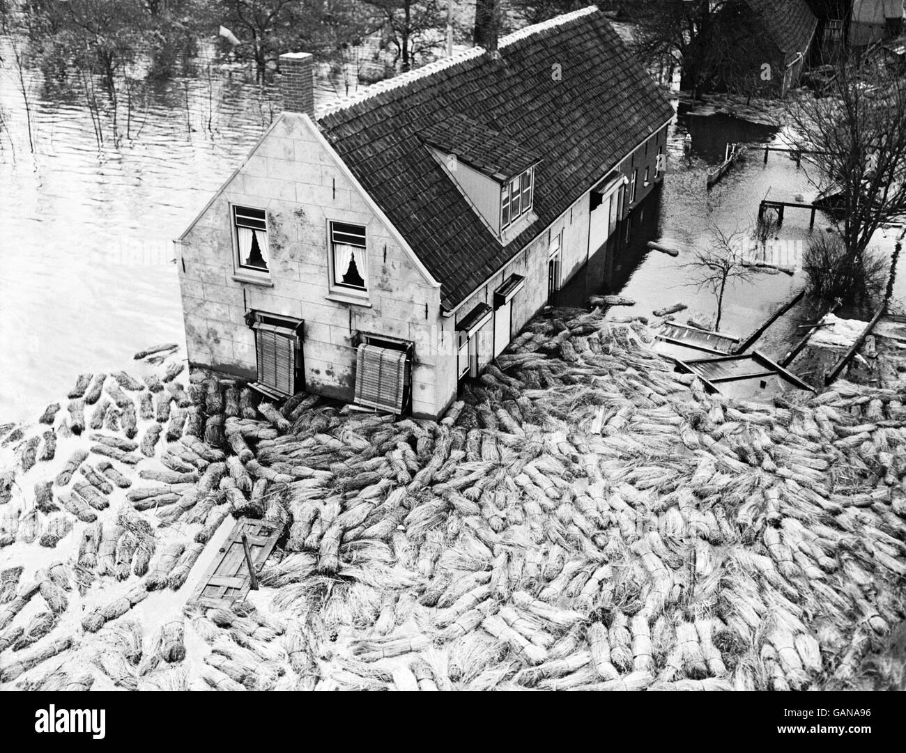 Hundreds of bundles of flax float on the surface of the flood water at ...