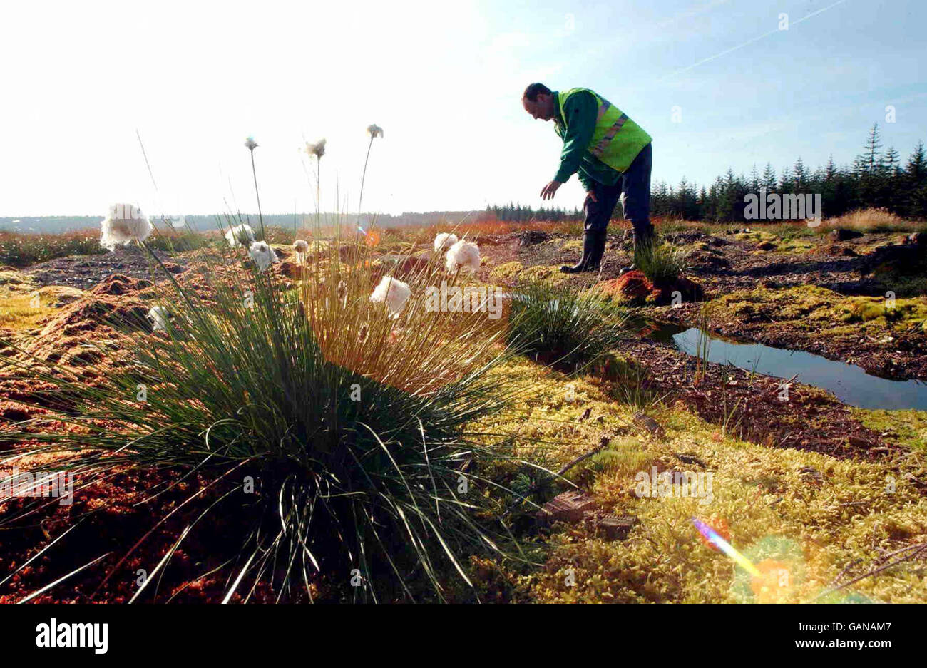 Undated Forestry Commission photo of a bog in the 12,000-acre Spadeadam ...