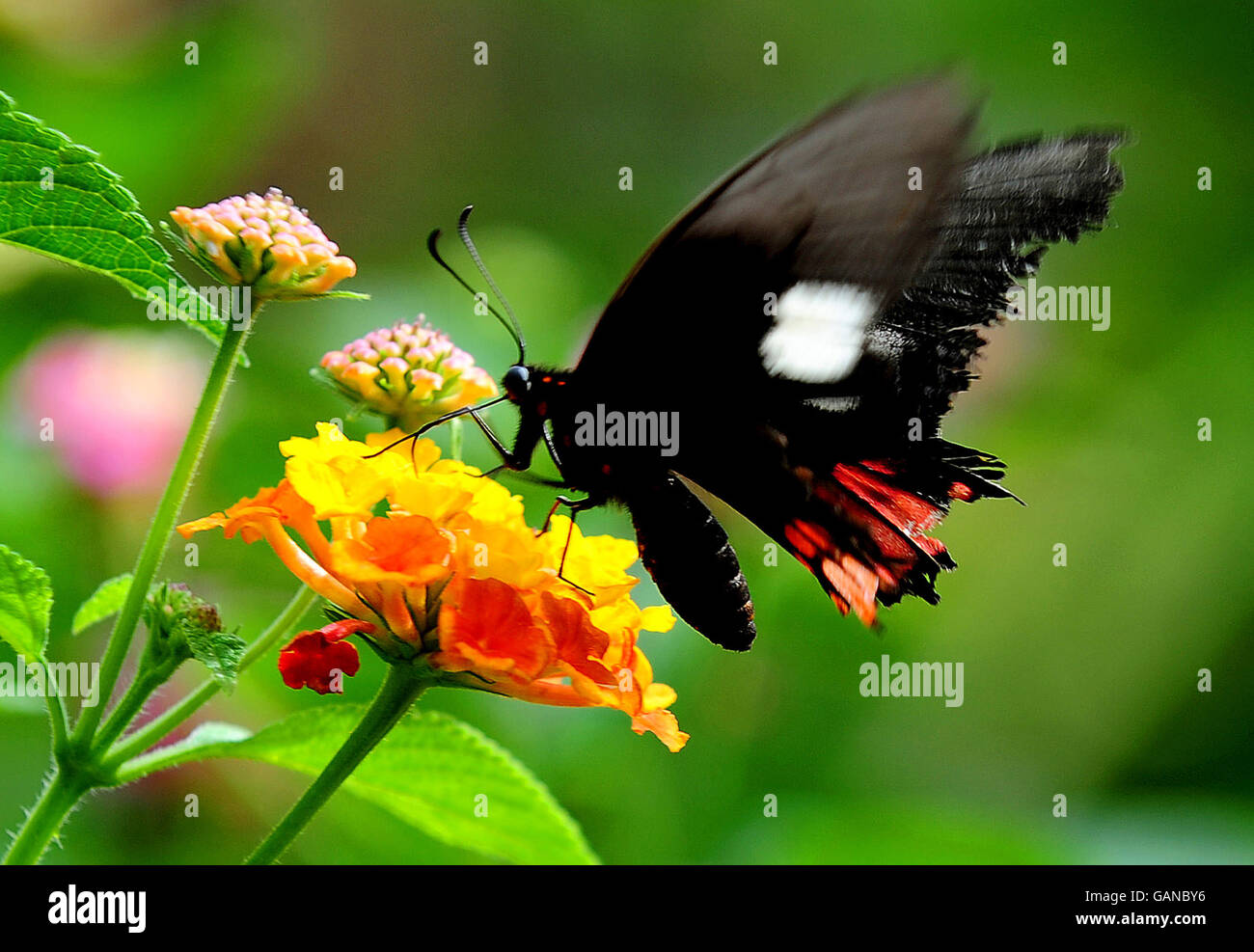 Stratford butterfly farm hi-res stock photography and images - Alamy