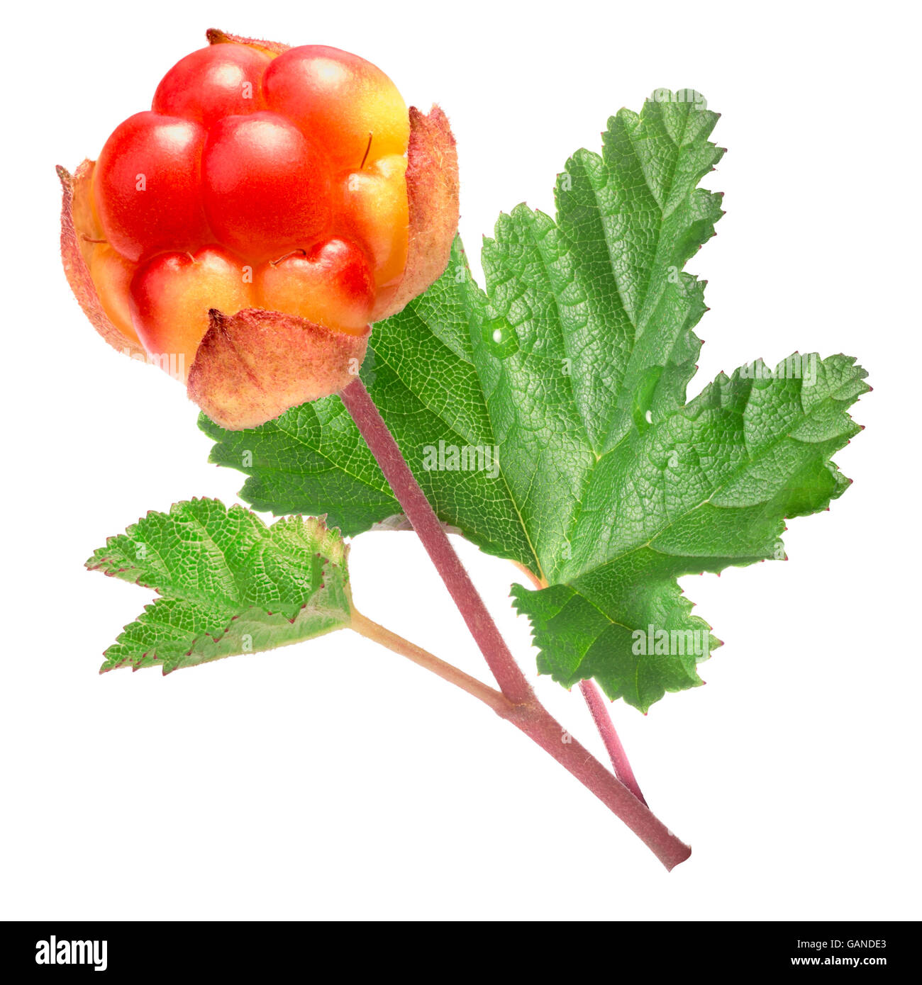 Single cloudberry rubus chamaemorus clipping hi-res stock photography ...