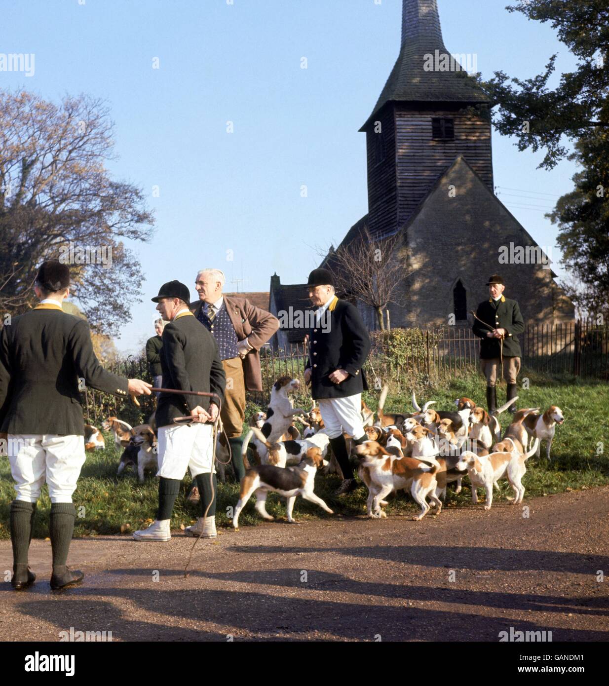 Hunting - Beagling - Berkeley Beagles Stock Photo - Alamy